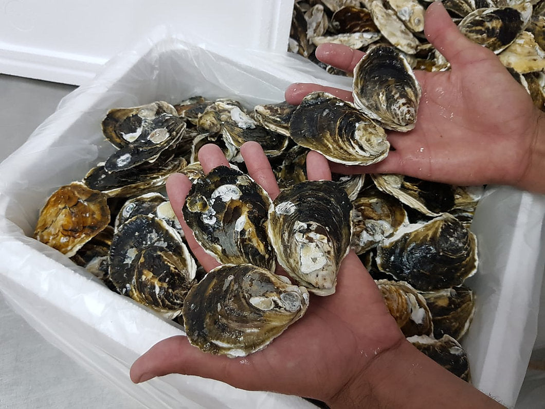 Ostras Vivas Nativas – Clube da Ostra Delivery