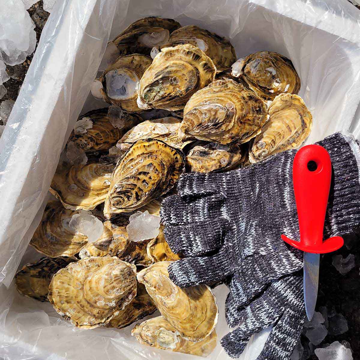 Kit Ostras com Faca, Luvas e Espremedor – Clube da Ostra Delivery